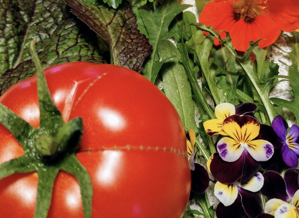 Kasota Hydroponics - Locally Grown Guide