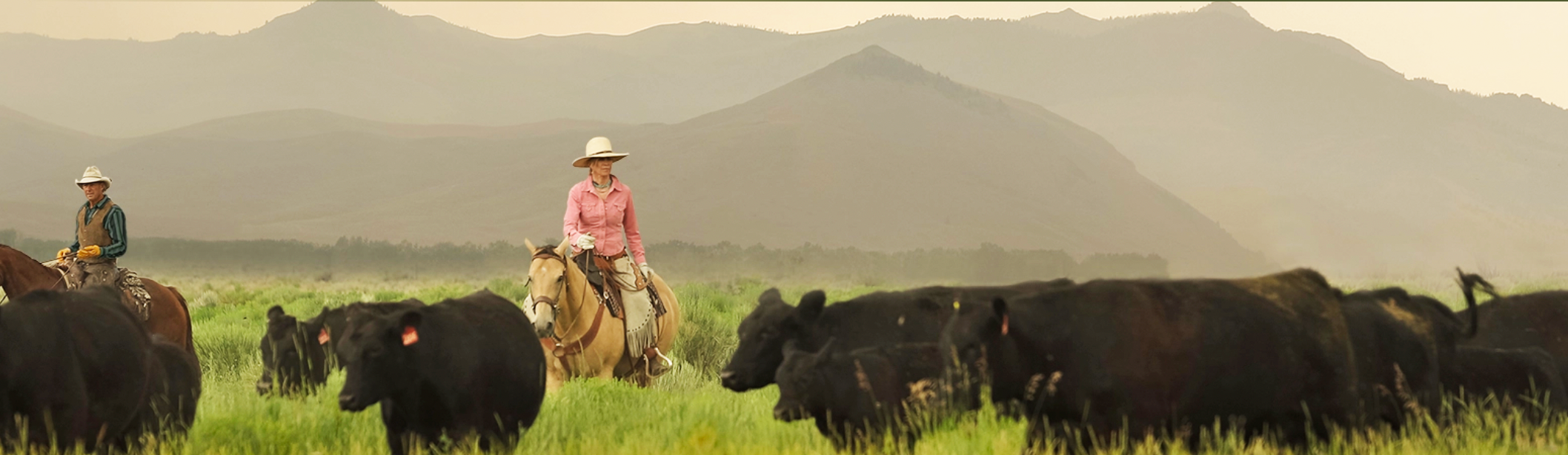 Big Lost Beef - Locally Grown Guide