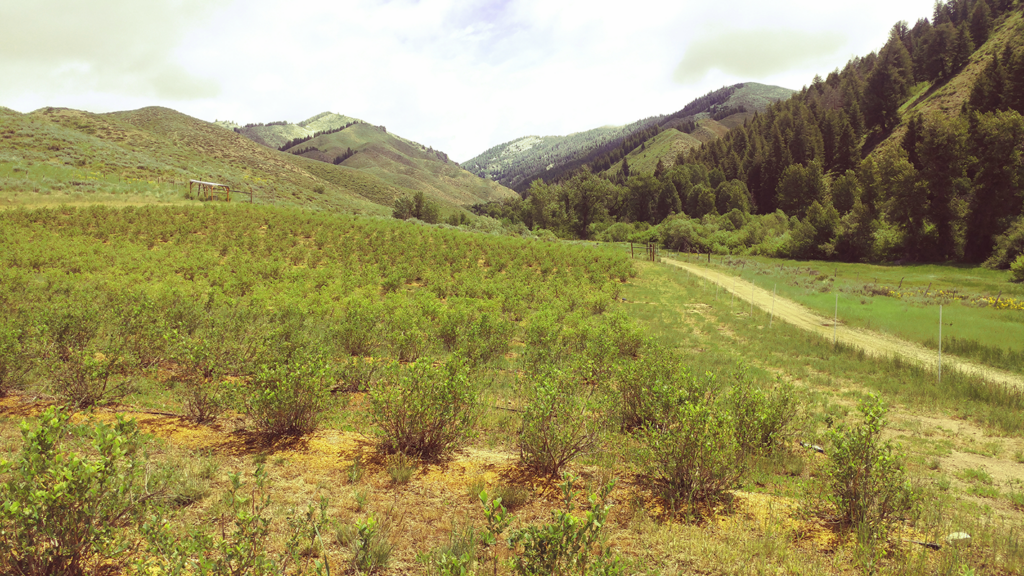Deer Creek Berry Farm - Locally Grown Guide