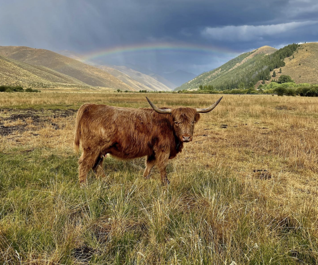 Hyndman Peak Beef and Cattle Co. - Locally Grown Guide